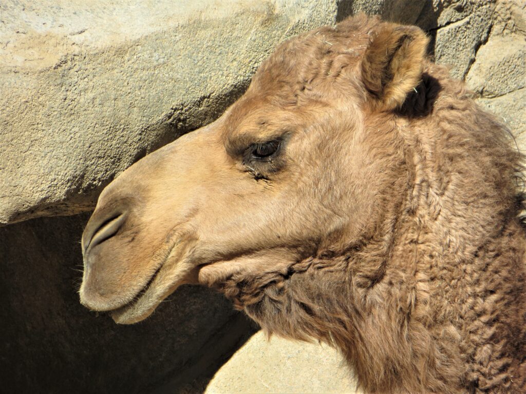 Euungulata: Orders Perissodactyla & Artiodactyla – The Mammal Lab